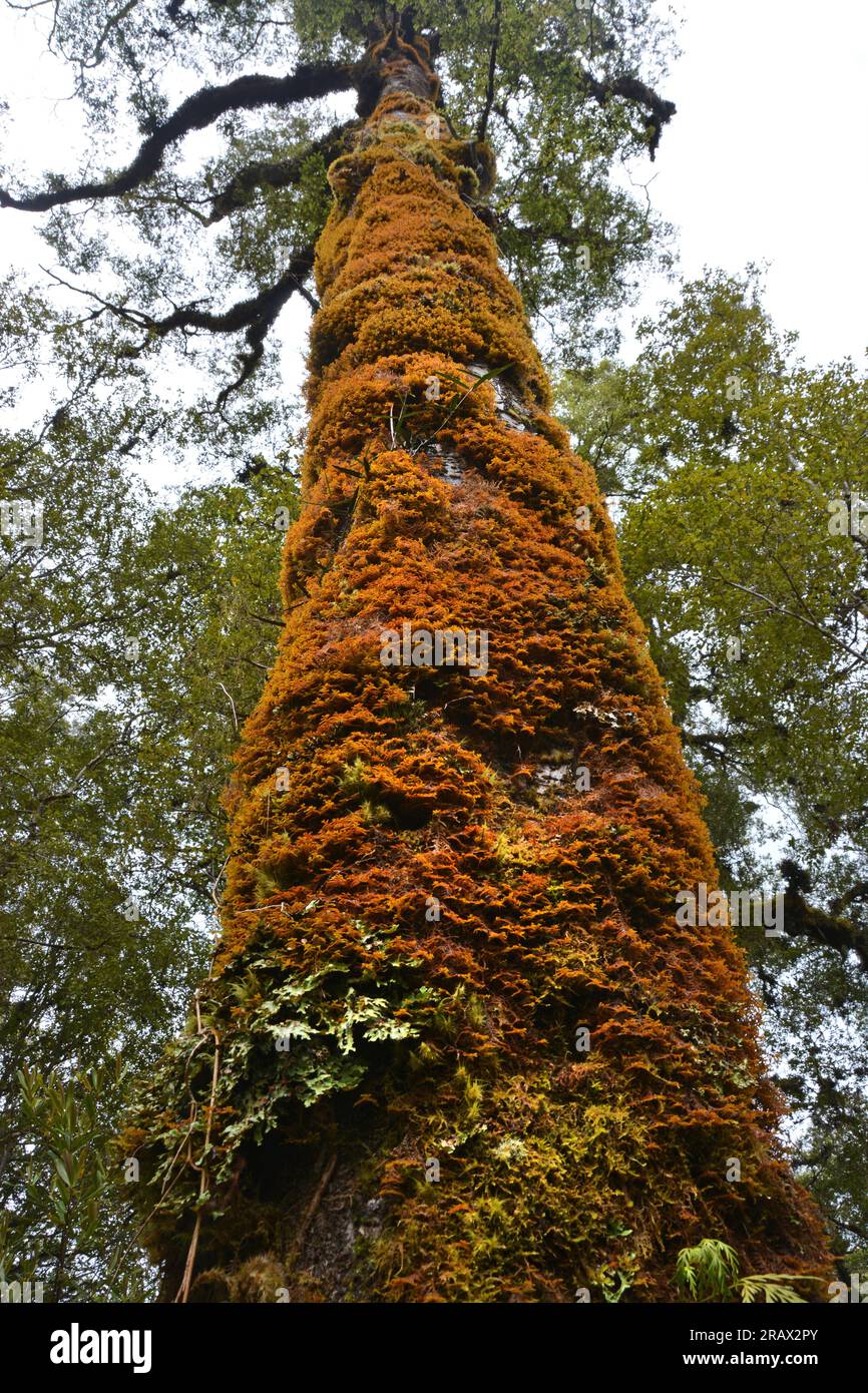 Lichen, moss and ferns growing on the trunk of a Tall Kahikatea Tree ...