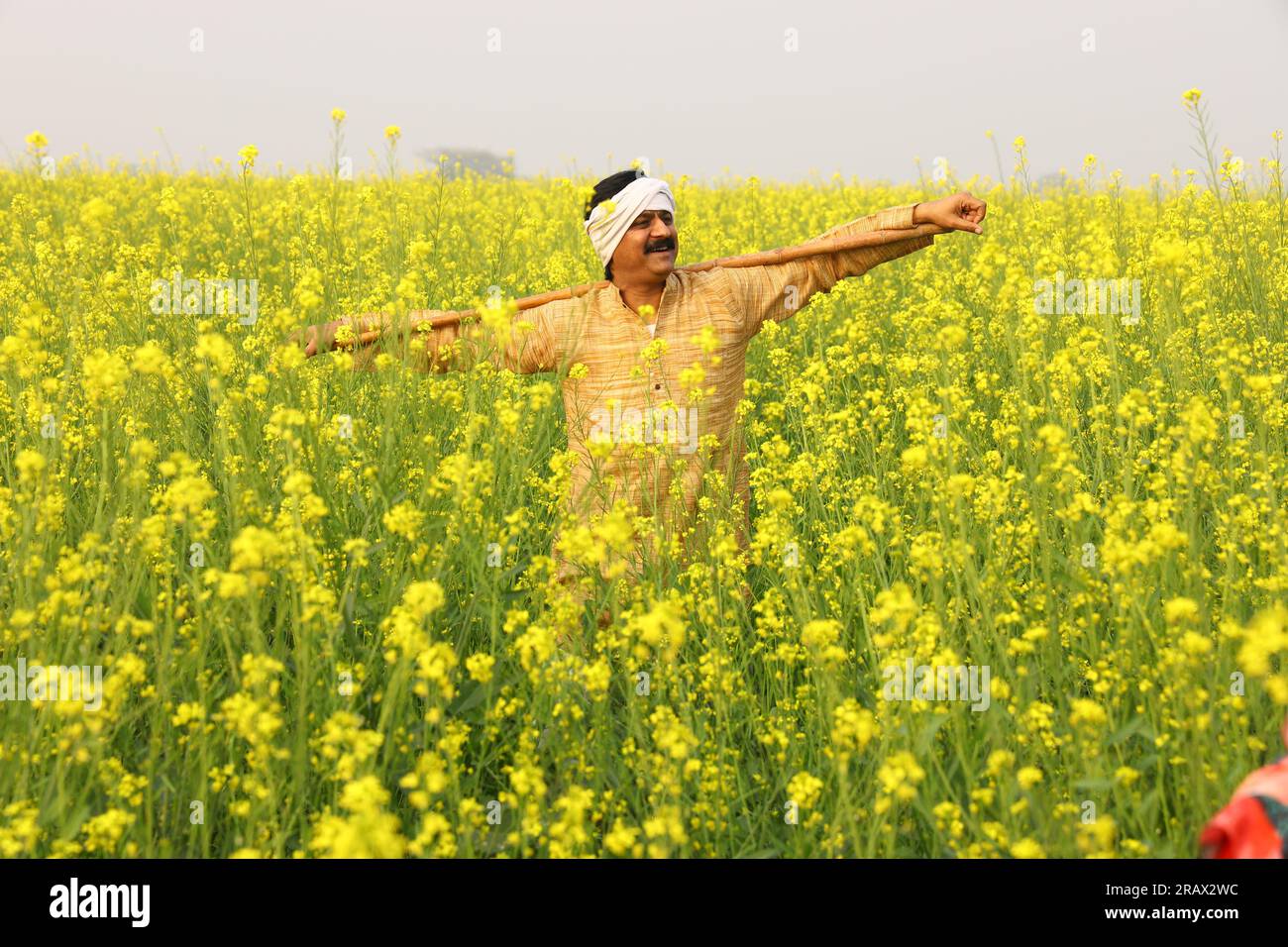 rural Indian man with mustache standing in the mustard field and he ...