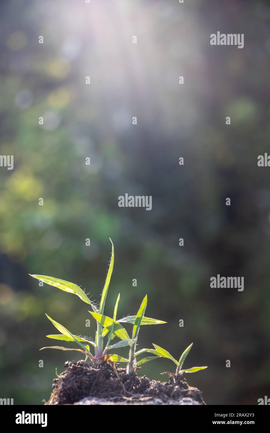 small tree growing on soil in garden with sunshine. eco earth Stock ...