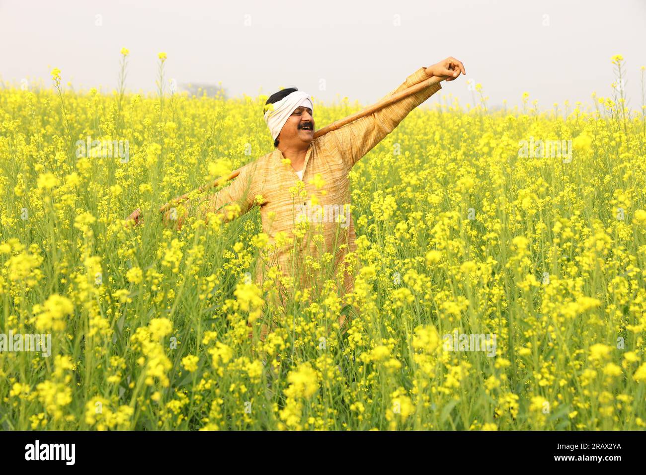rural Indian man with mustache standing in the mustard field and he ...