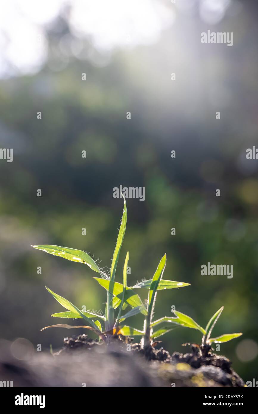 small tree growing on soil in garden with sunshine. eco earth Stock ...