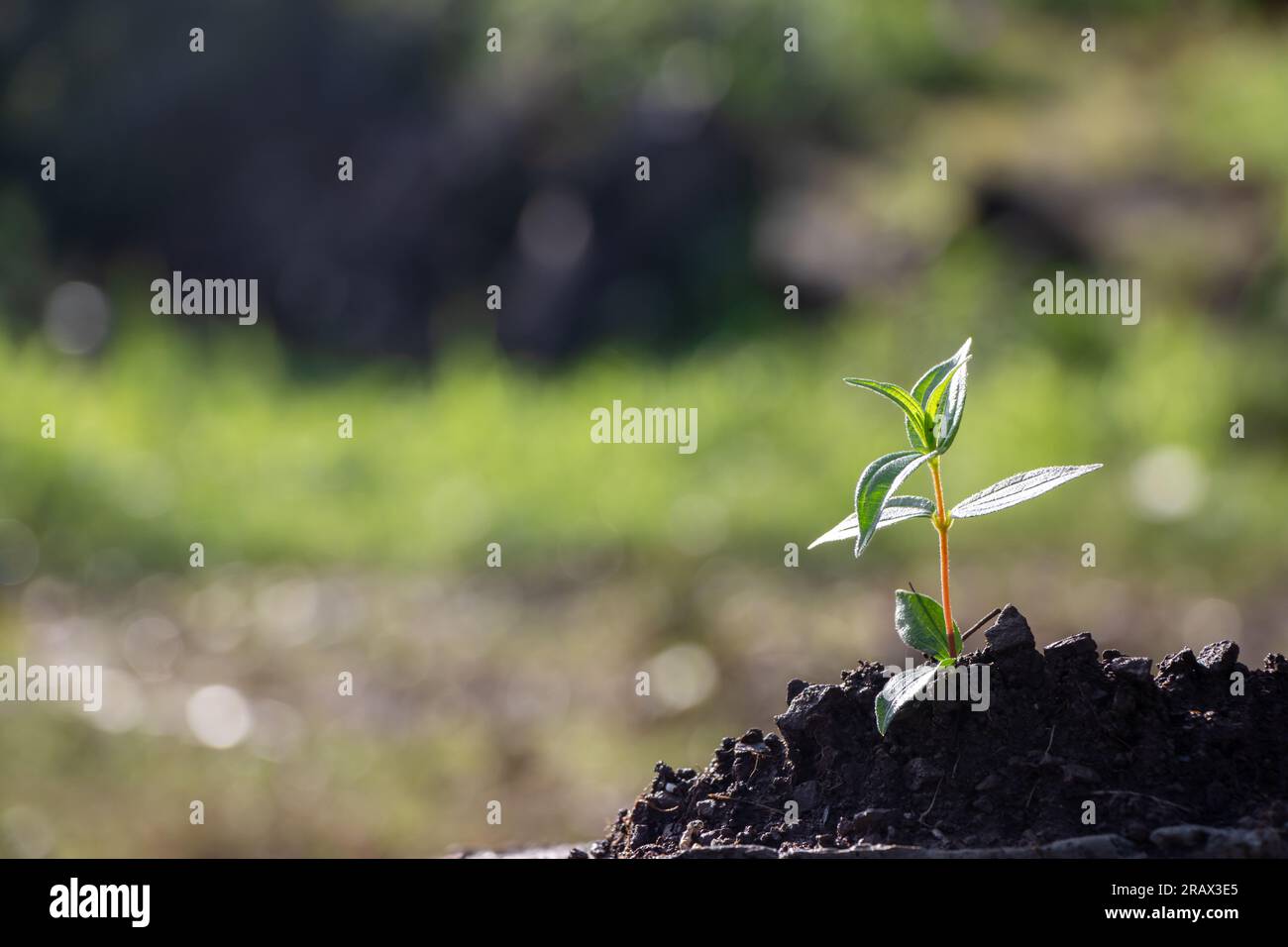 small tree growing on soil in garden with sunshine. eco earth Stock ...
