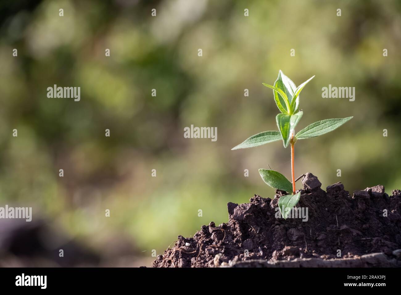 small tree growing on soil in garden with sunshine. eco earth Stock ...