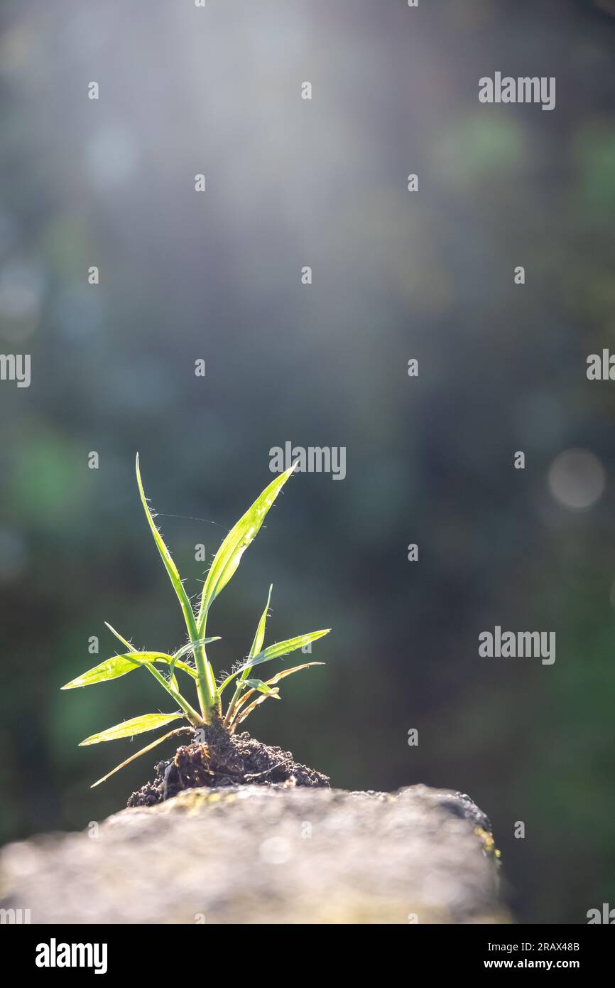 small tree growing on soil in garden with sunshine. eco earth Stock ...