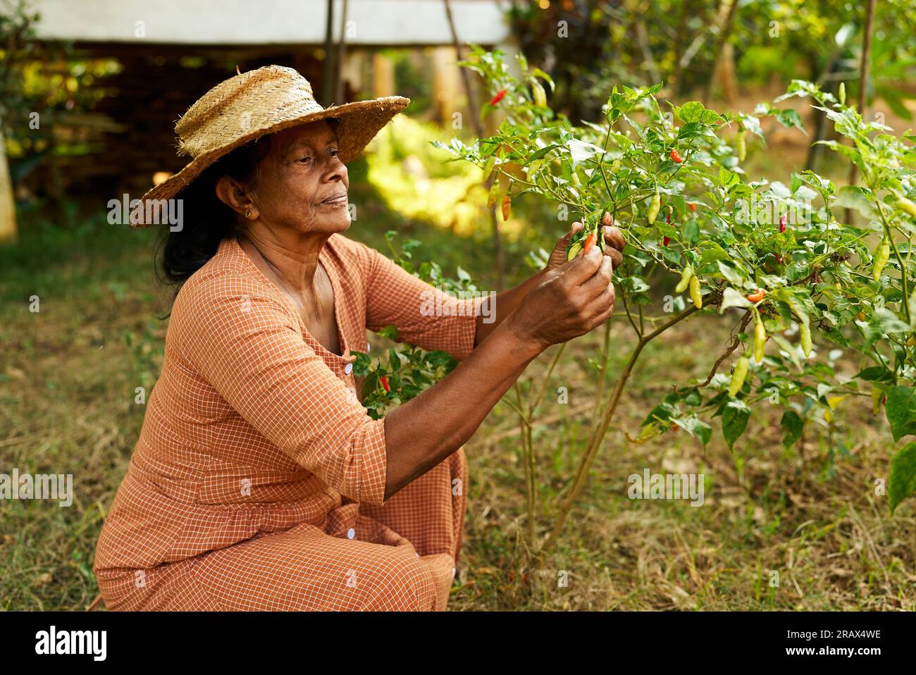 Senior Indian female farmer in straw hat in garden and picking chili ...