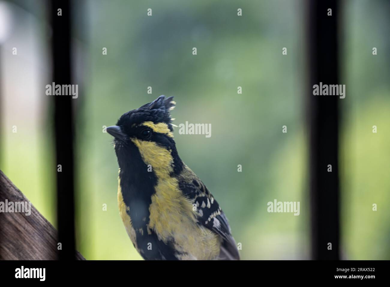 Himalayan Black-Lored Tit, Birds of Himalaya,yellow-cheeked tit ...