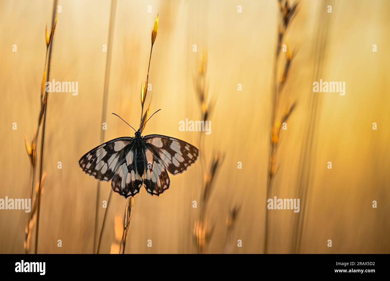 Checkerboard butterfly hi-res stock photography and images - Alamy