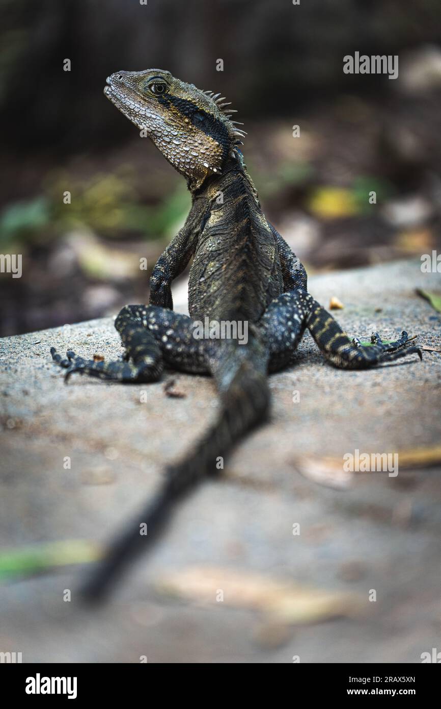 A captivating closeup of a bearded dragon lizard, showcasing its ...
