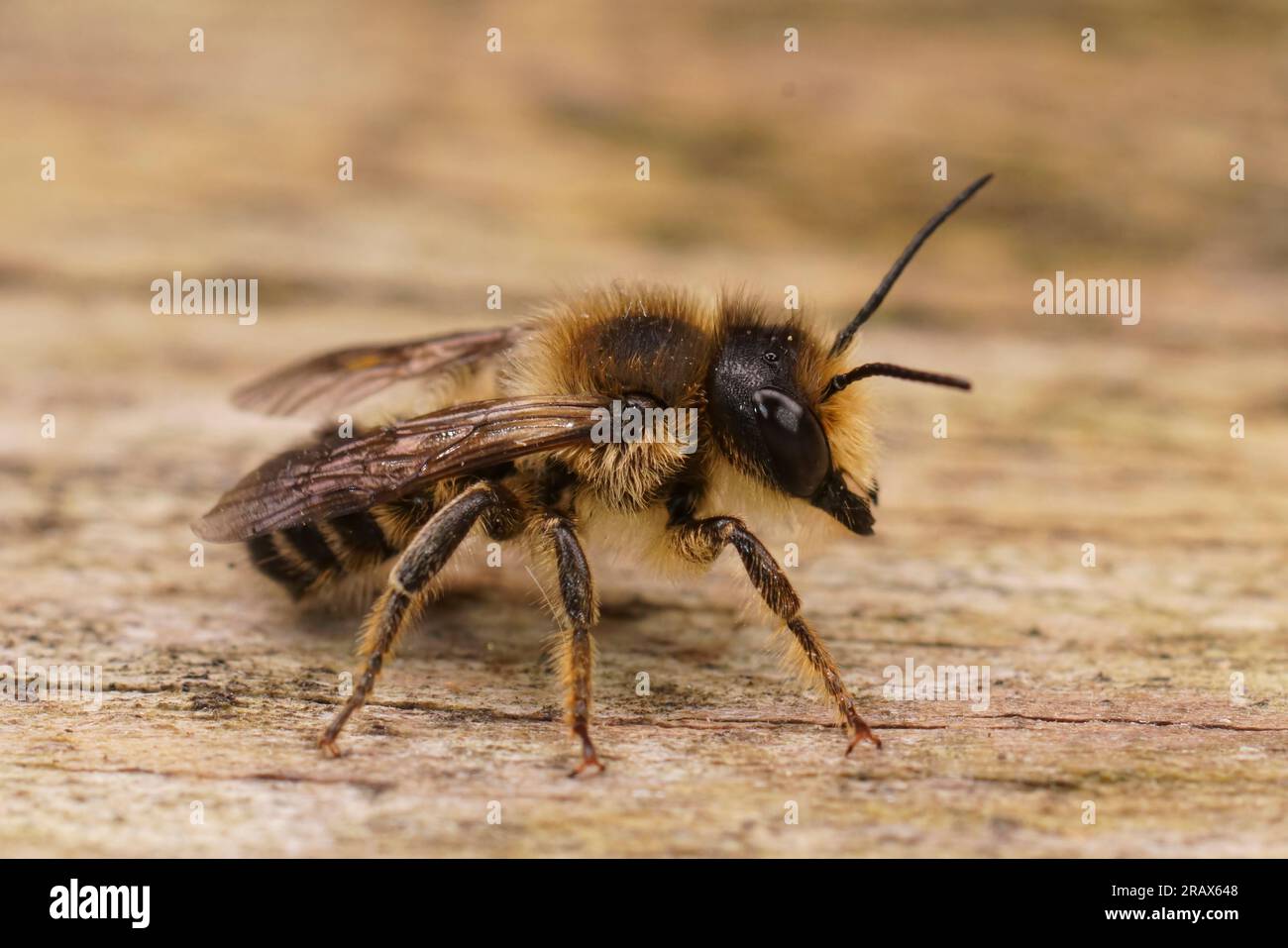 Megachile ericetorum hi-res stock photography and images - Alamy