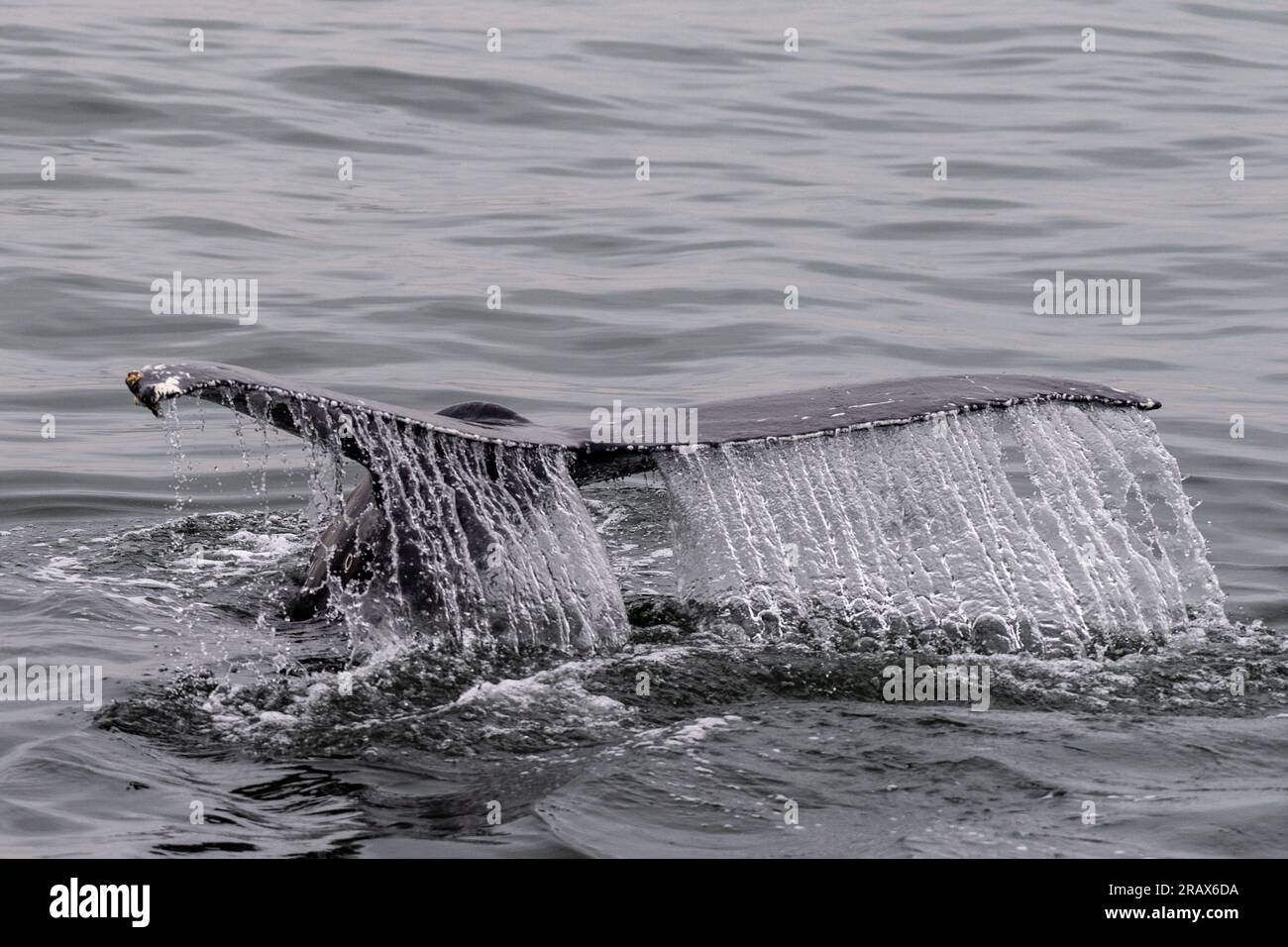 Detailed close-up of a the tail fin of a diving whale. Walvis Bay ...