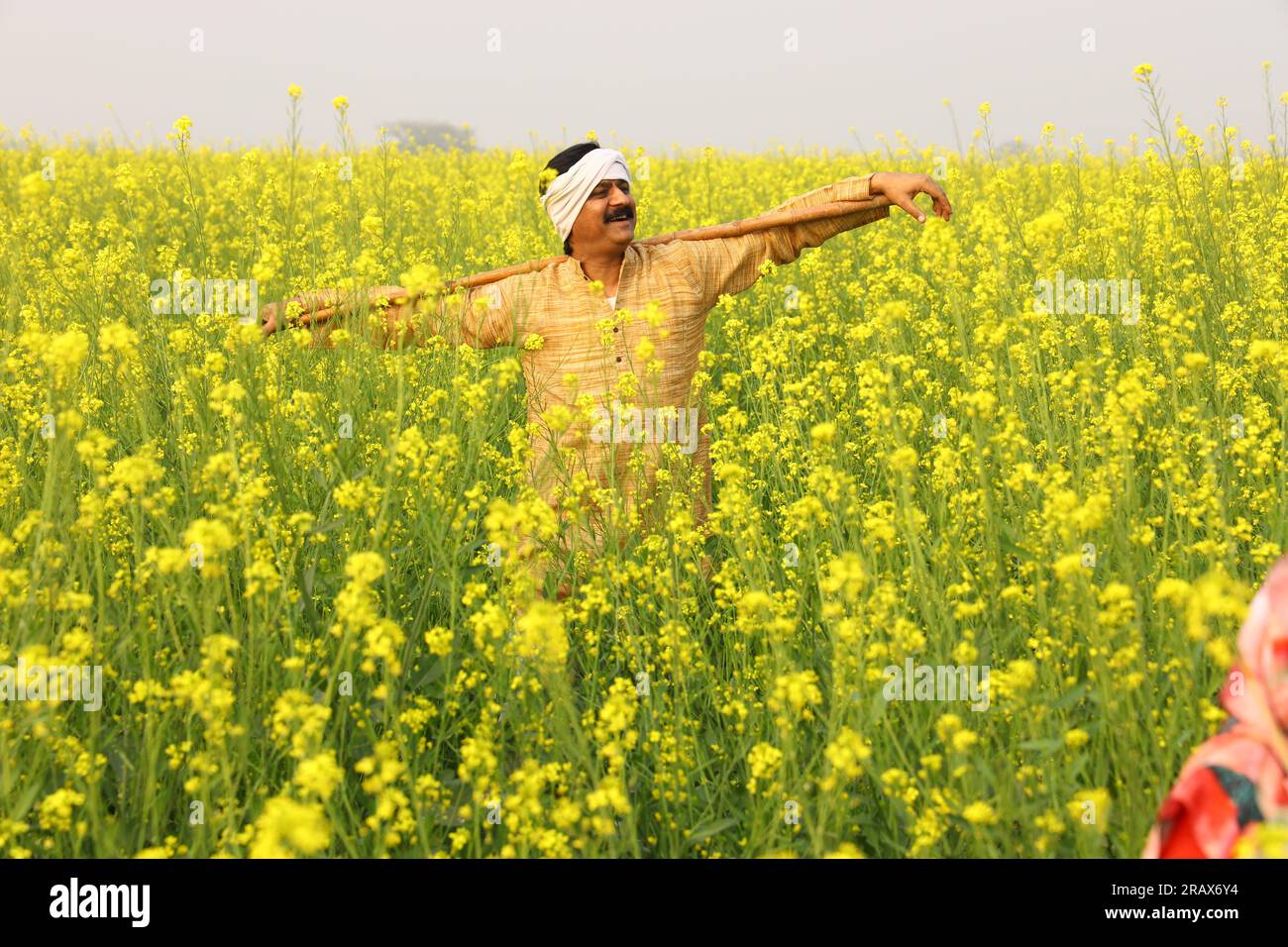 rural Indian man with mustache standing in the mustard field and he ...