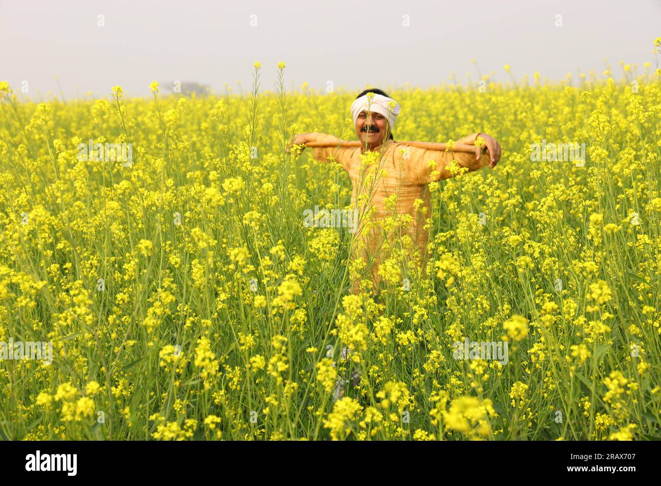 rural Indian man with mustache standing in the mustard field and he ...