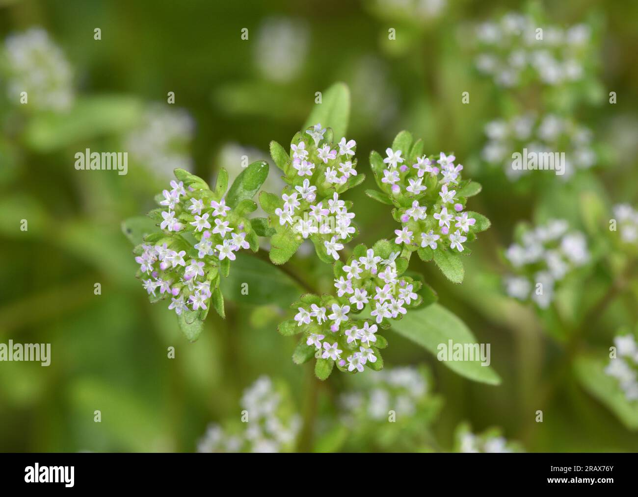Valerianella carinata hi-res stock photography and images - Alamy