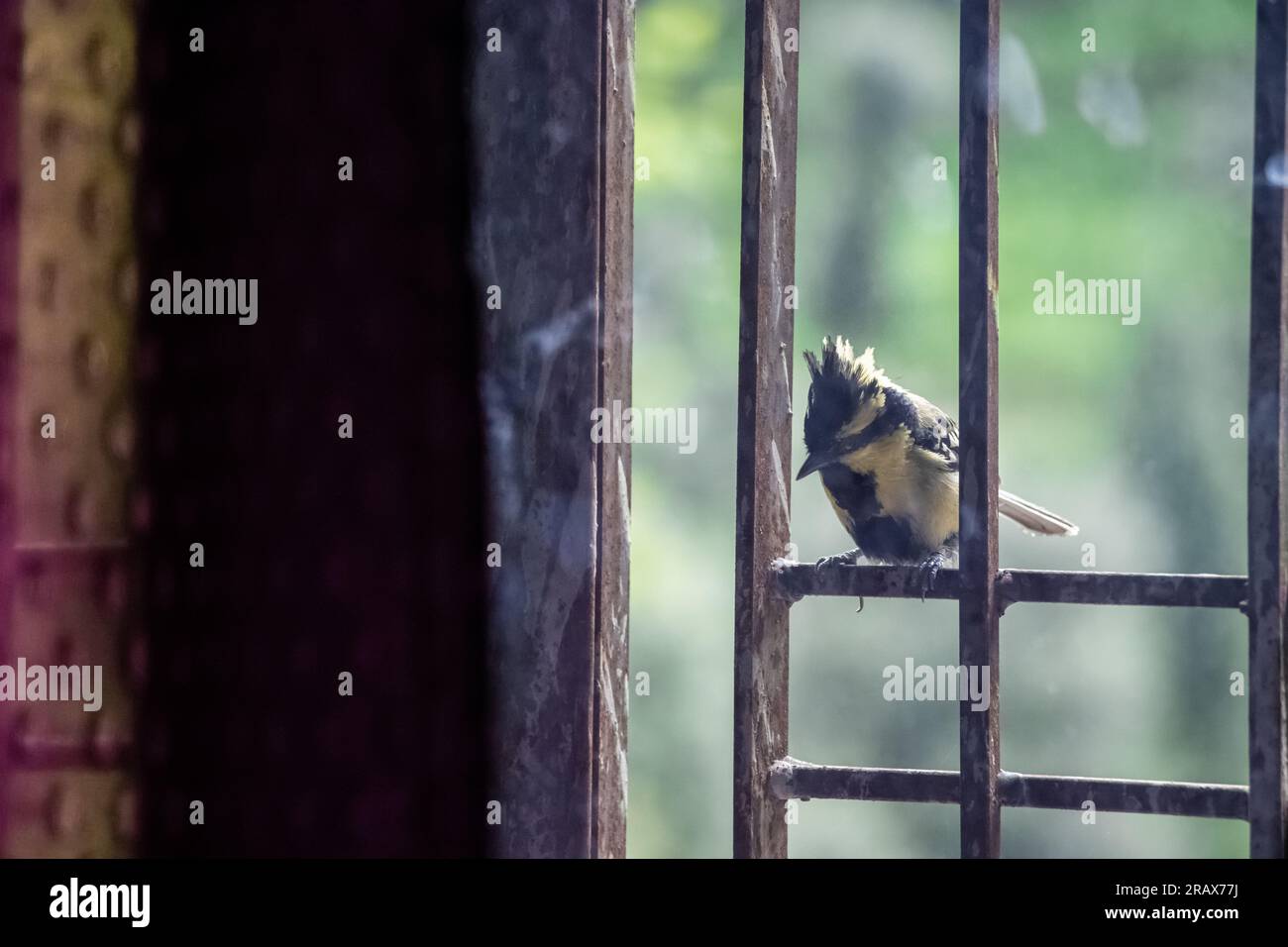 Himalayan Black-Lored Tit, Birds of Himalaya,yellow-cheeked tit ...