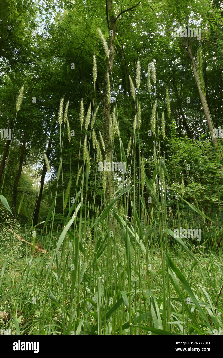 Wood Barley - Hordelymus europaeus Stock Photo - Alamy