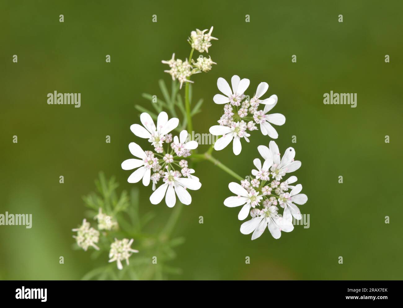 Coriandrum Sativum