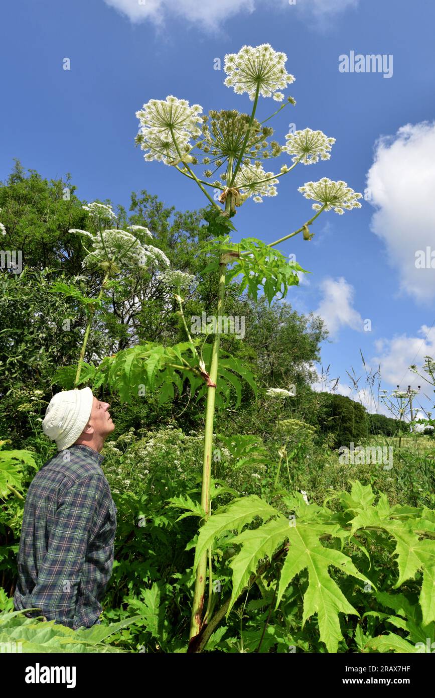 Giant Hogweed - Heracleum mantegazzianum Stock Photo - Alamy