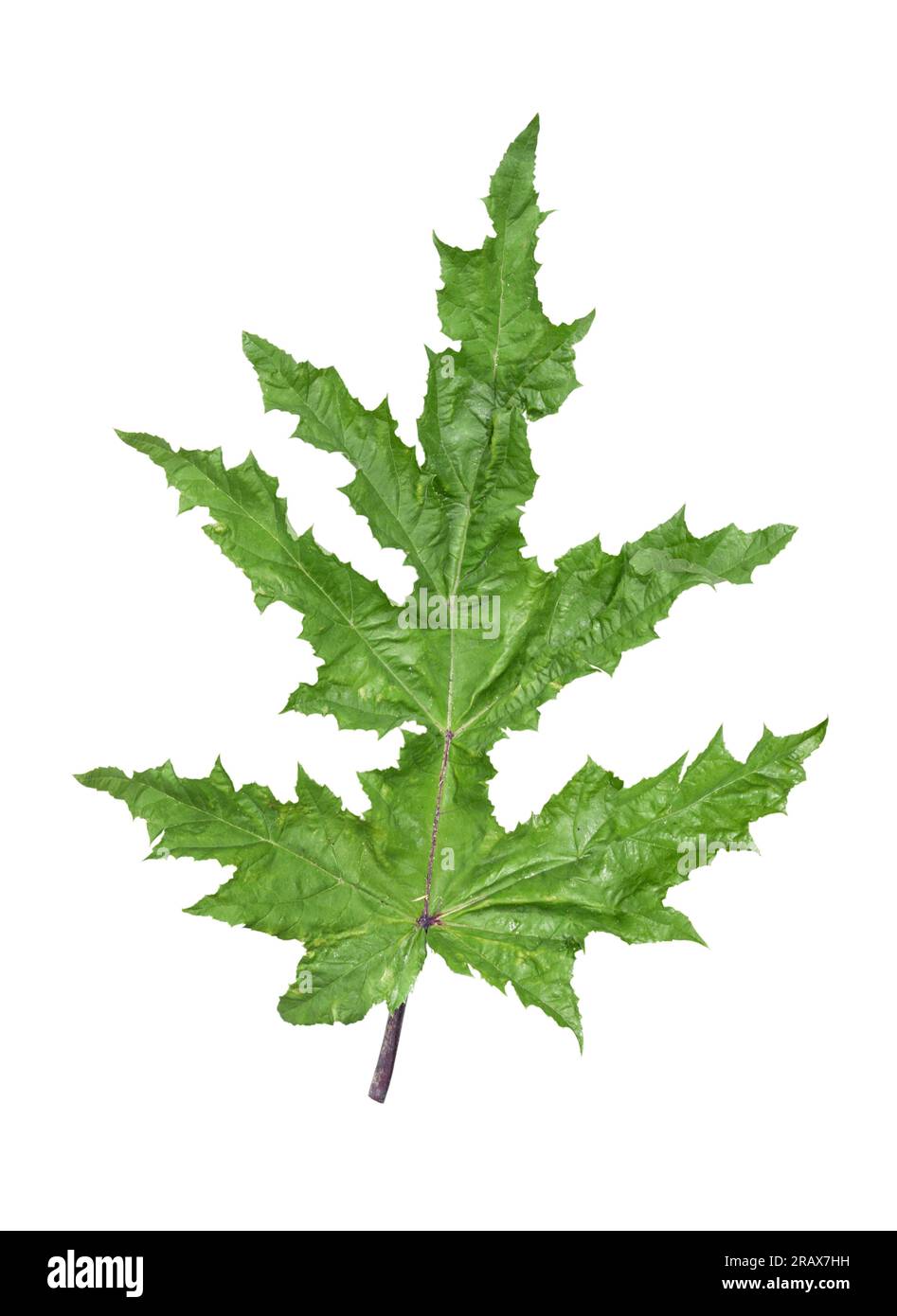 Giant Hogweed - Heracleum mantegazzianum Stock Photo - Alamy