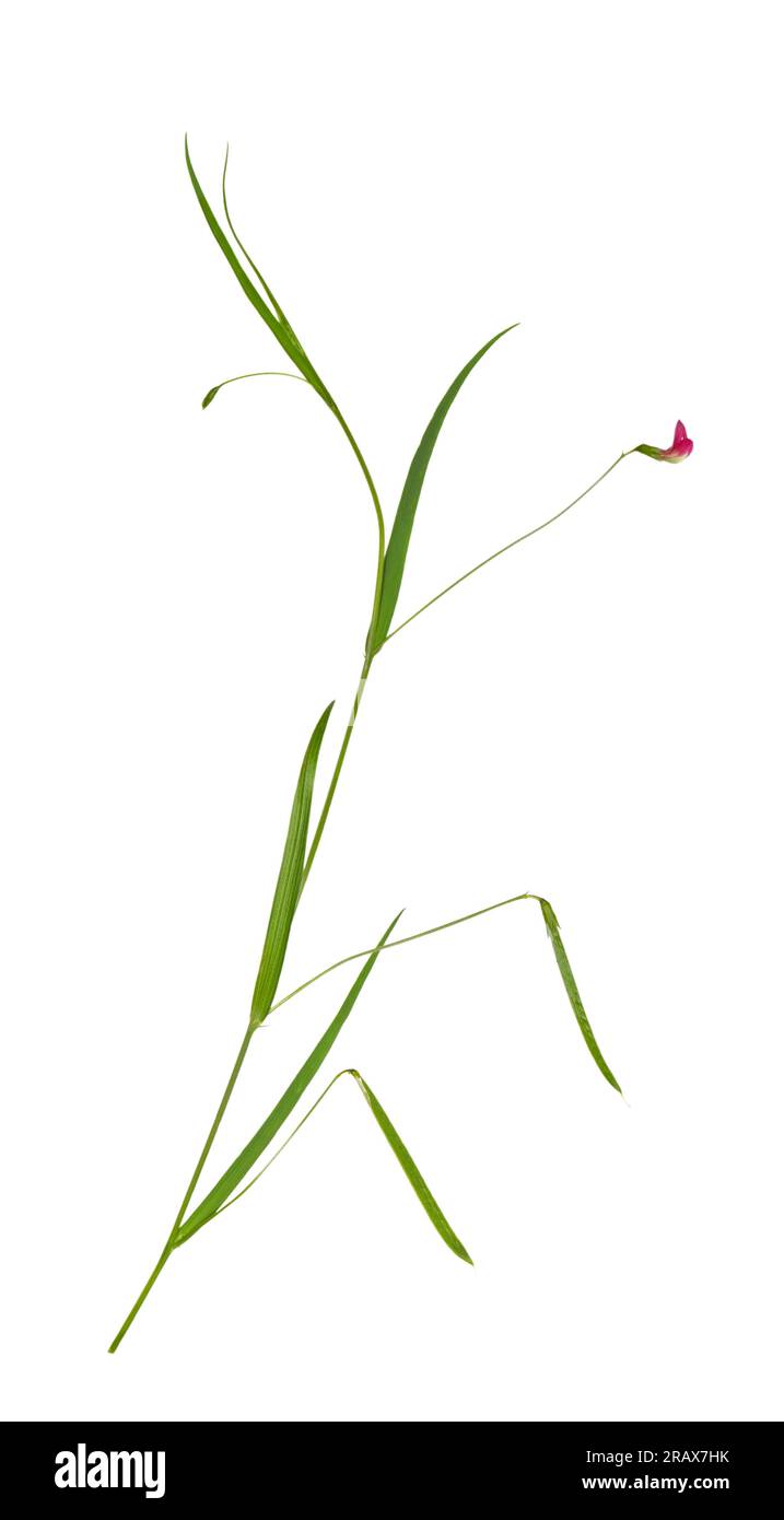 Grass Vetchling - Lathyrus nissolia Stock Photo - Alamy