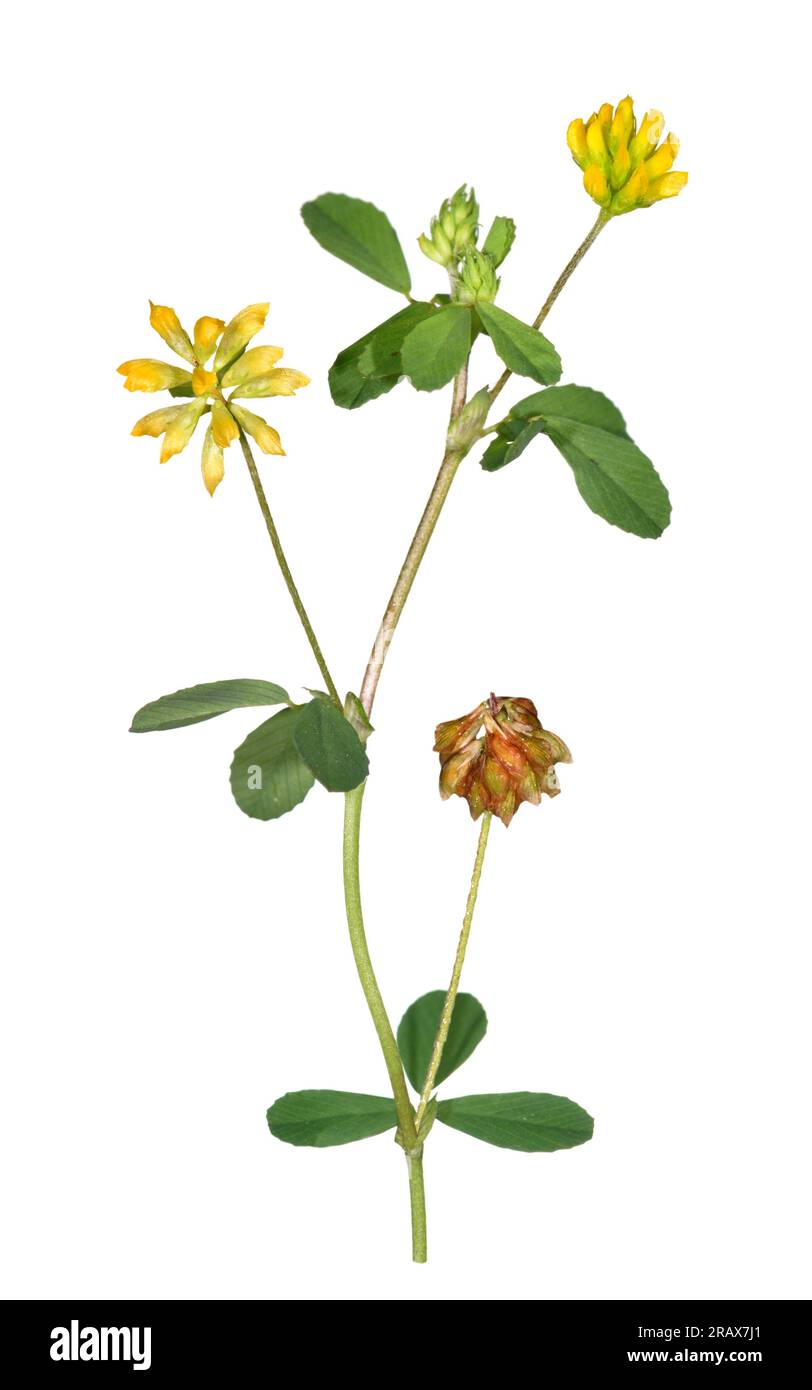 Lesser Trefoil - Trifolium dubium Stock Photo - Alamy