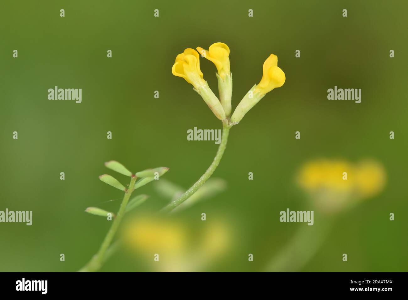 Orange Bird's-foot - Ornithopus pinnatus Stock Photo - Alamy