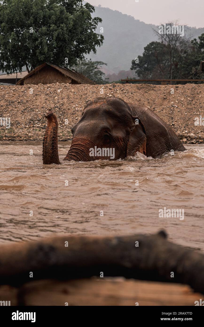 An elephant joyfully splashing and bathing in a river, surrounded by ...
