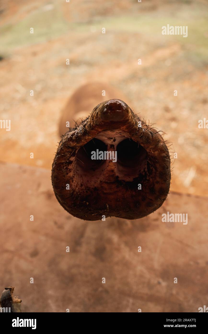 Incredible wasps hi-res stock photography and images - Alamy
