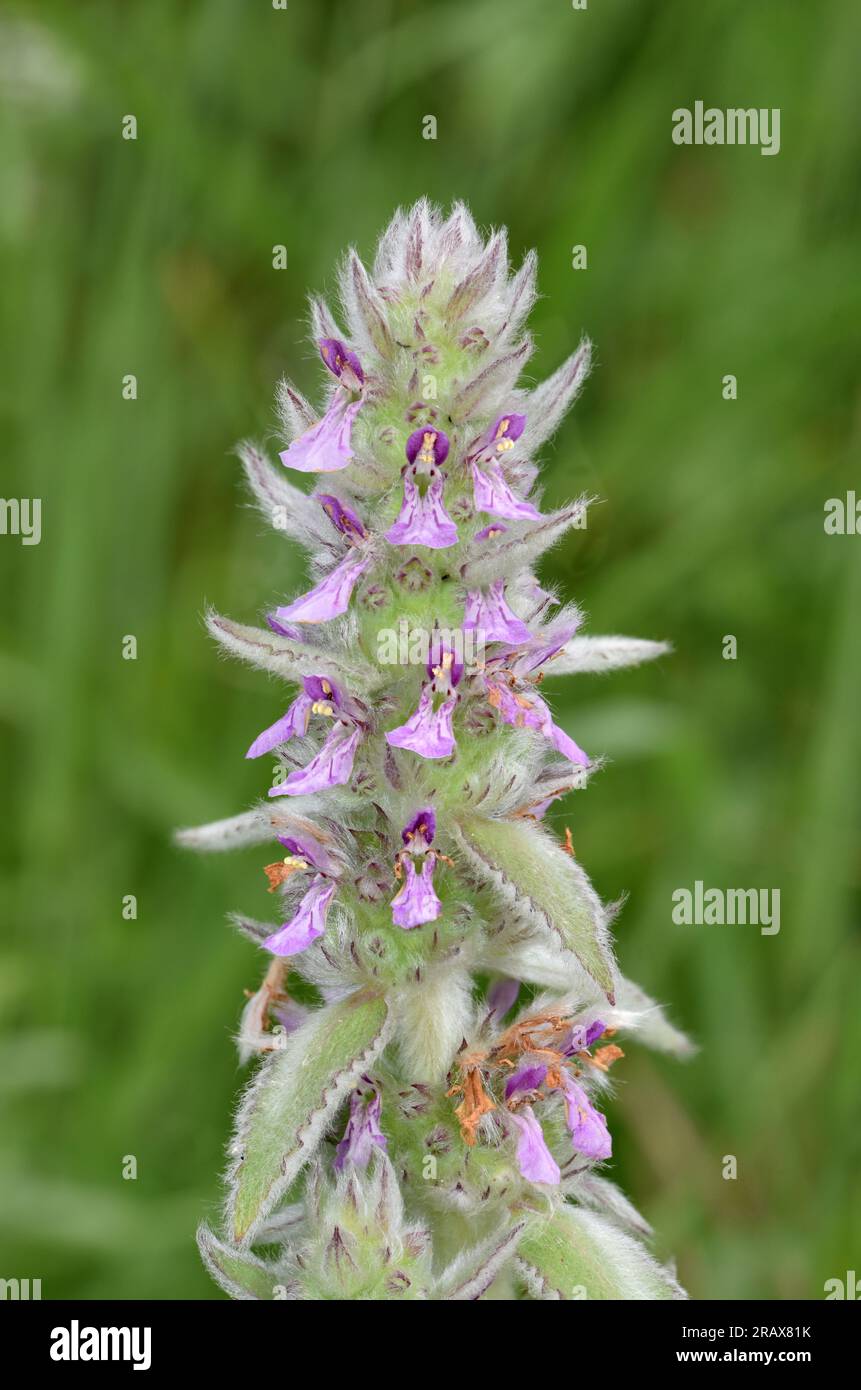 Downy woundwort plant hi-res stock photography and images - Alamy