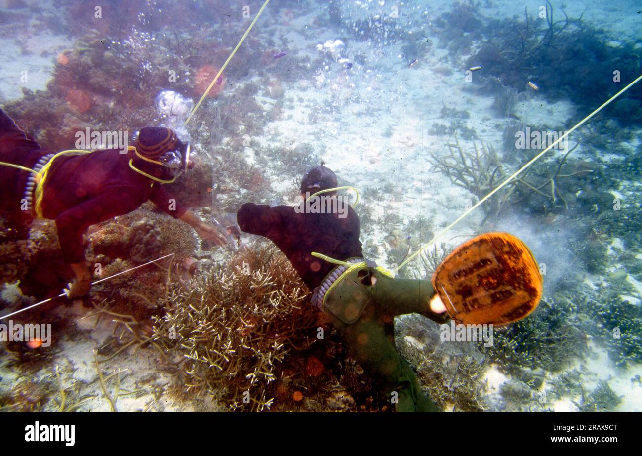 Collecting marien fish for the aquarium trade in the Philippines. Do ...