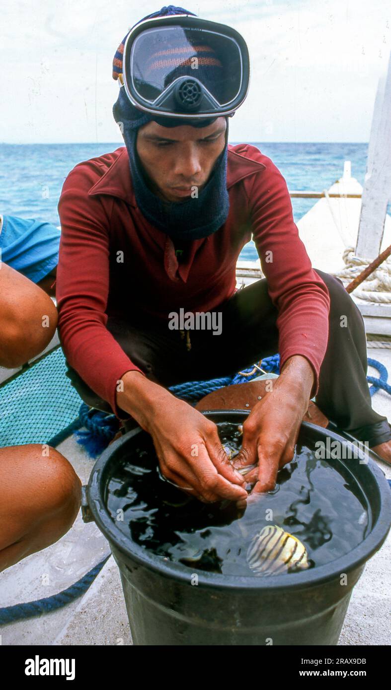 Diver that has just collected ornamental fishes from a reef in the ...