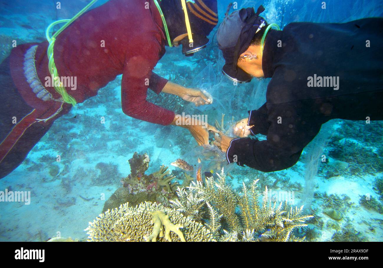 Collecting marien fish for the aquarium trade in the Philippines Stock ...