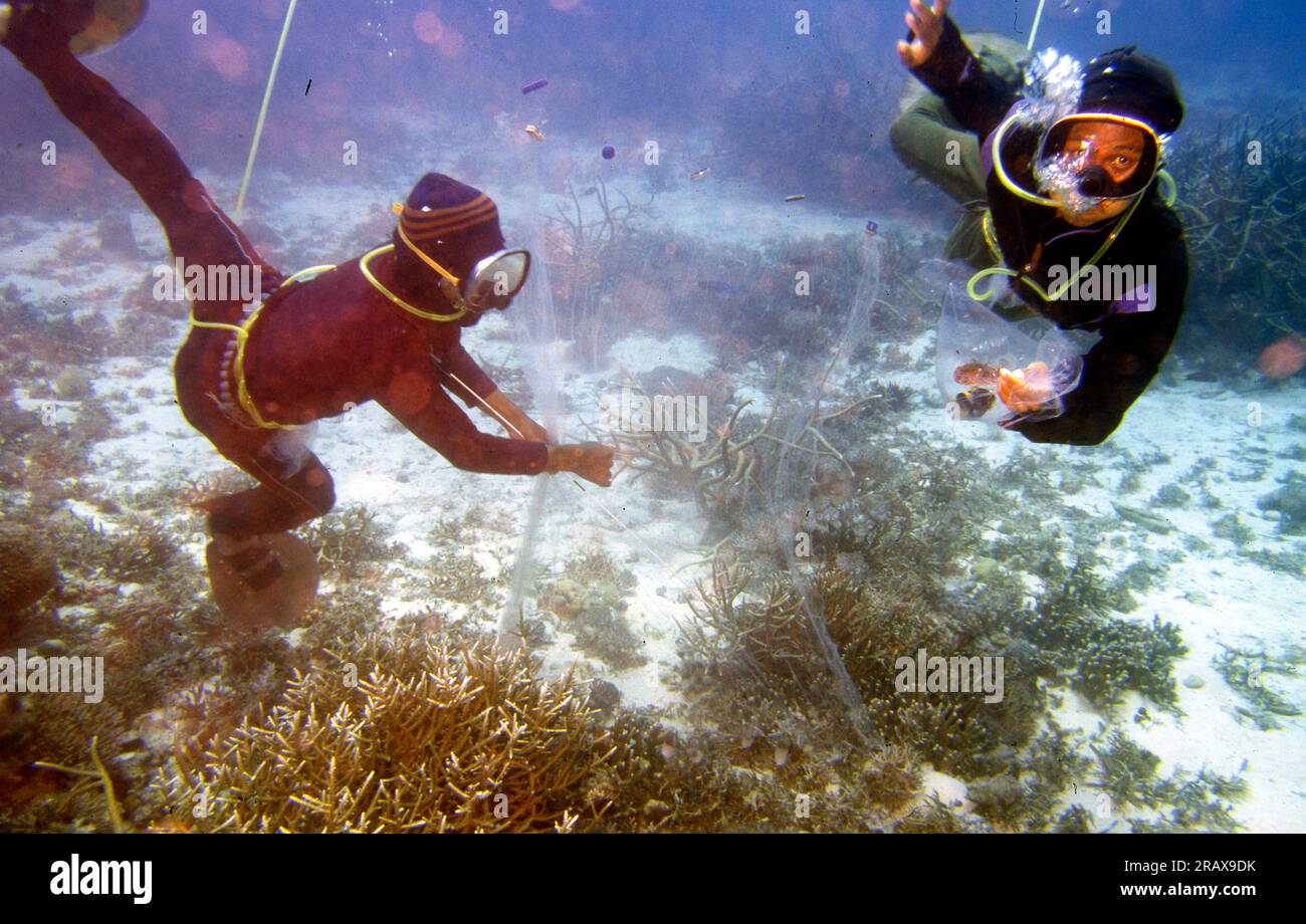 Collecting marien fish for the aquarium trade in the Philippines Stock ...