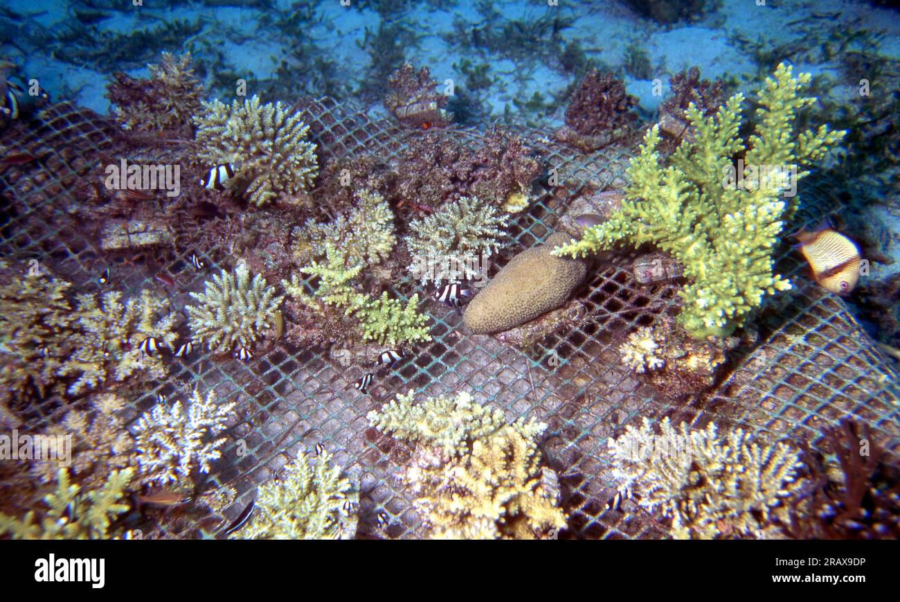Stony corals growing at an underwater coral farm in the Philippines ...