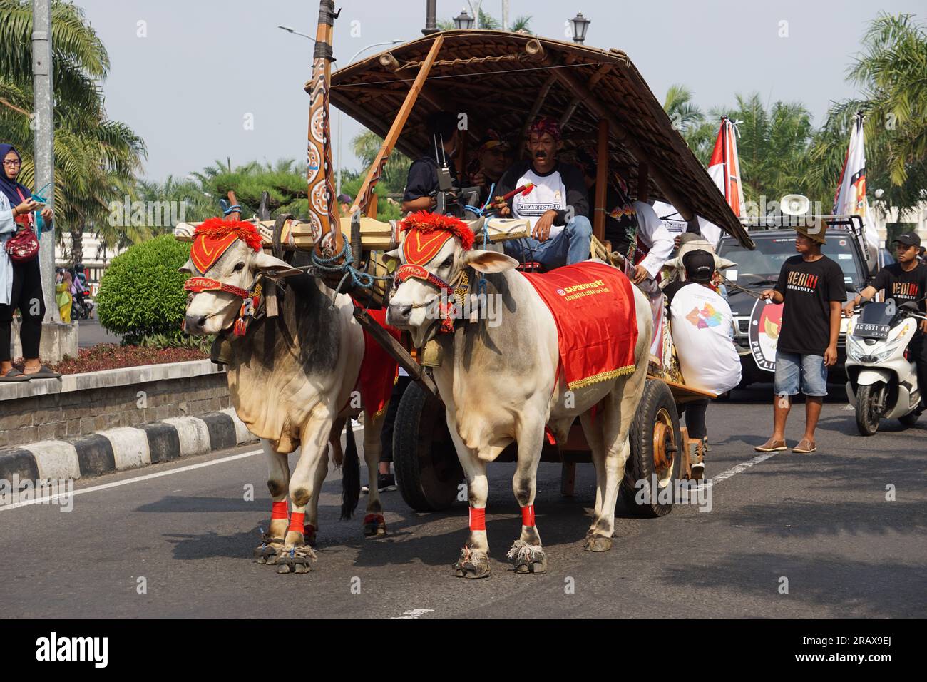 Cikar parade Kediri. Cikar is one of Indonesian traditional transportation which the driver ...