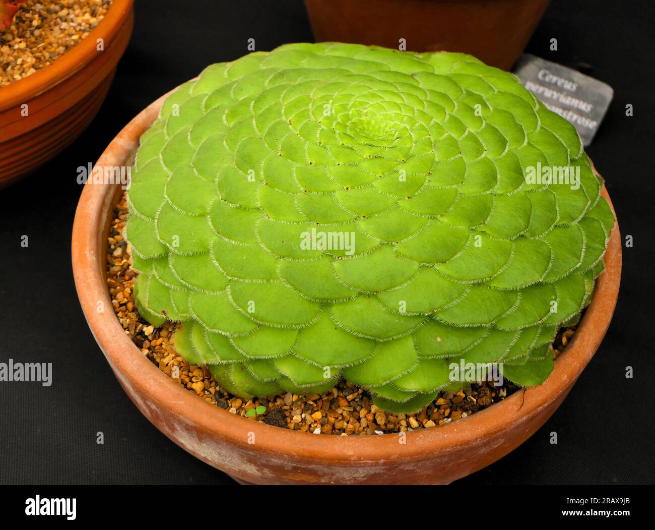 Fosters exotics and unusual plants hi-res stock photography and images ...