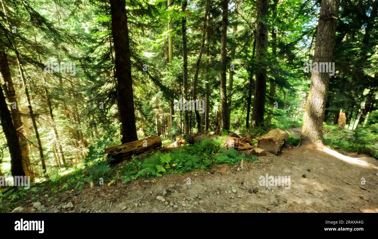 wild green forest in mountain ridge - touristic ground pathway - photo ...