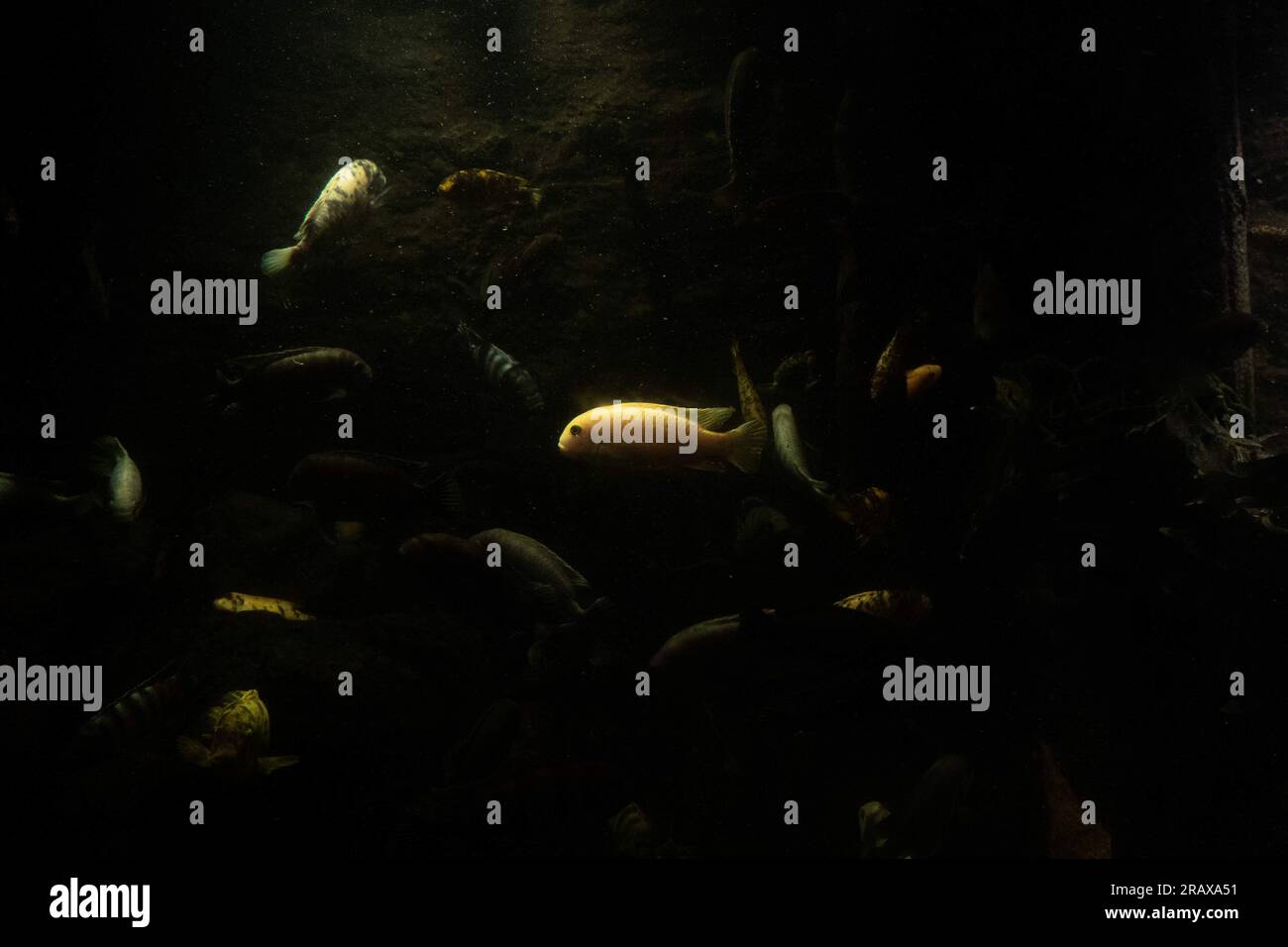 Calgaryzoo hi-res stock photography and images - Alamy