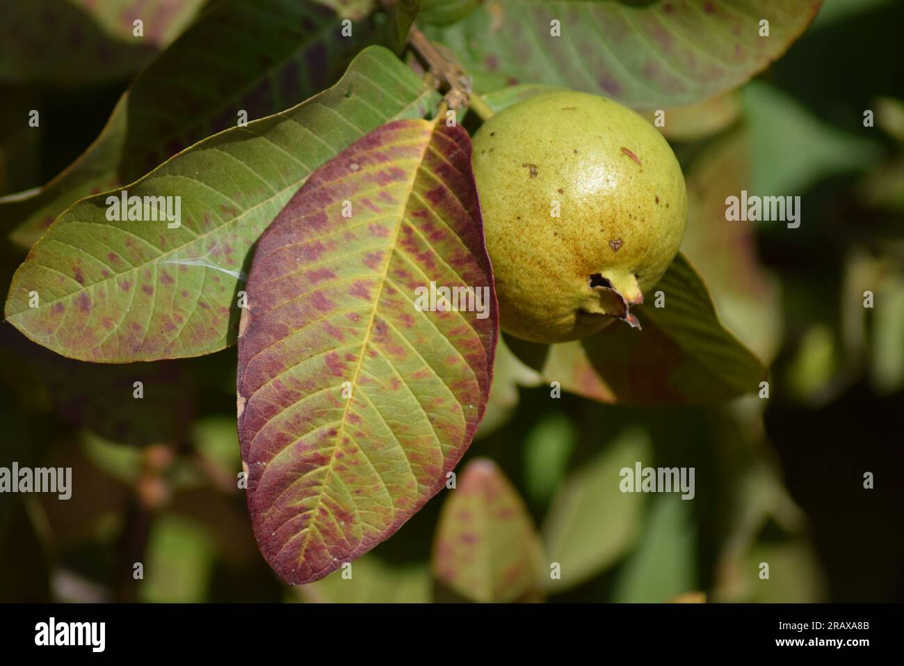 Guava hanging with tree in a farm. Fresh guava fruit. Sunlight falling ...