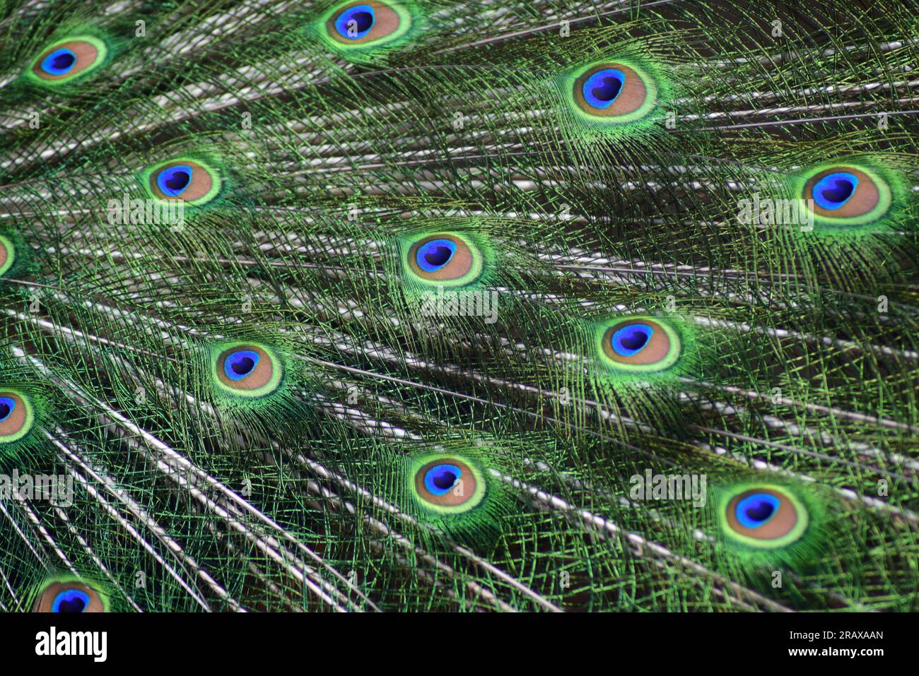 Indian abstract peacock feathers hi-res stock photography and images ...