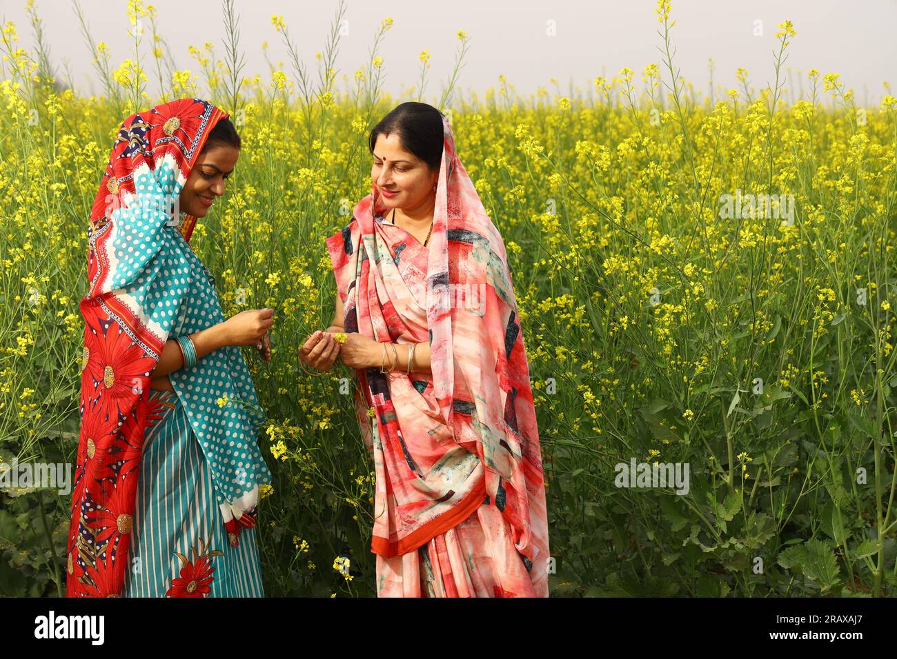 Happy rural Indian women standing in a mustard field enjoying the ...