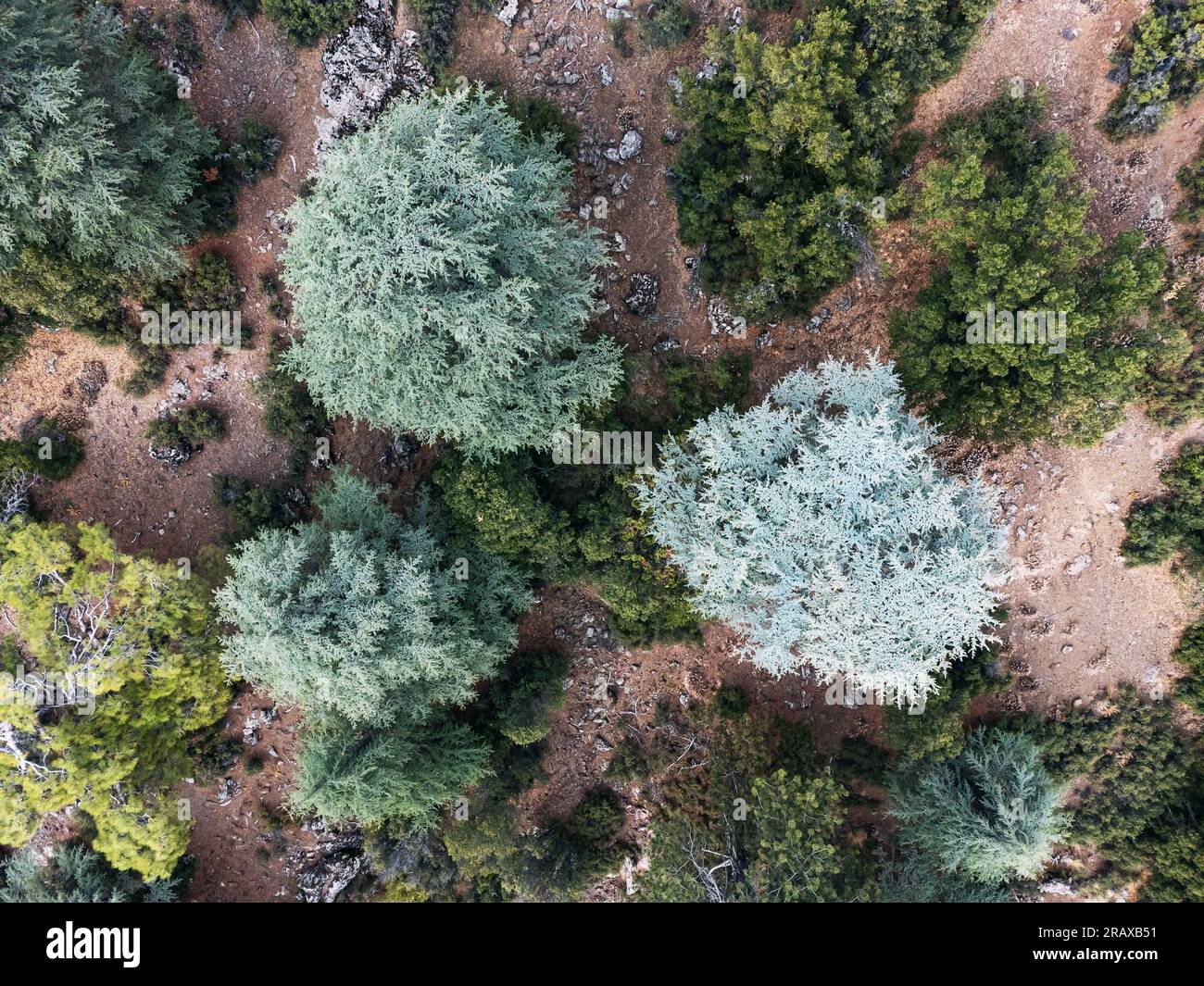 Aerial view of old huge Lebanon cedar tree in mountains along lycian ...