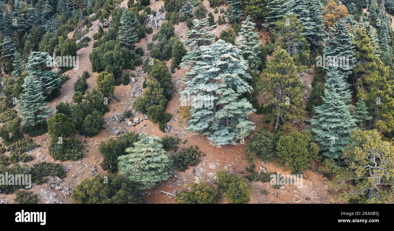 Aerial view of old huge Lebanon cedar tree in mountains along lycian ...