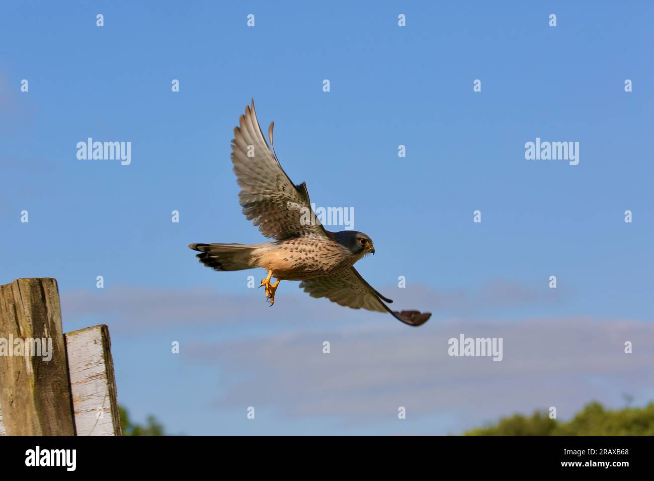 Male kestrel taking off Stock Photo - Alamy
