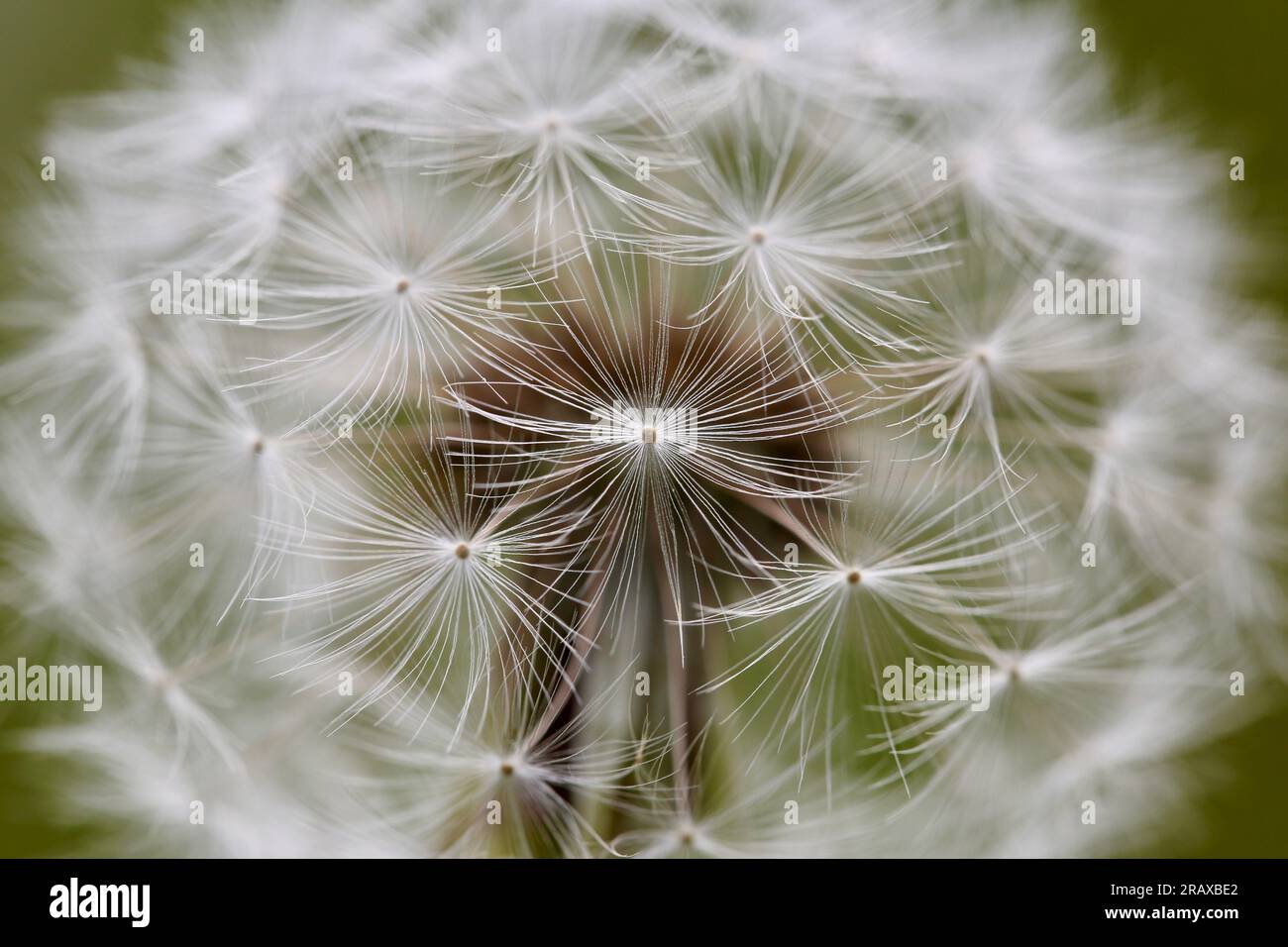 Sugar stealer head Stock Photo - Alamy