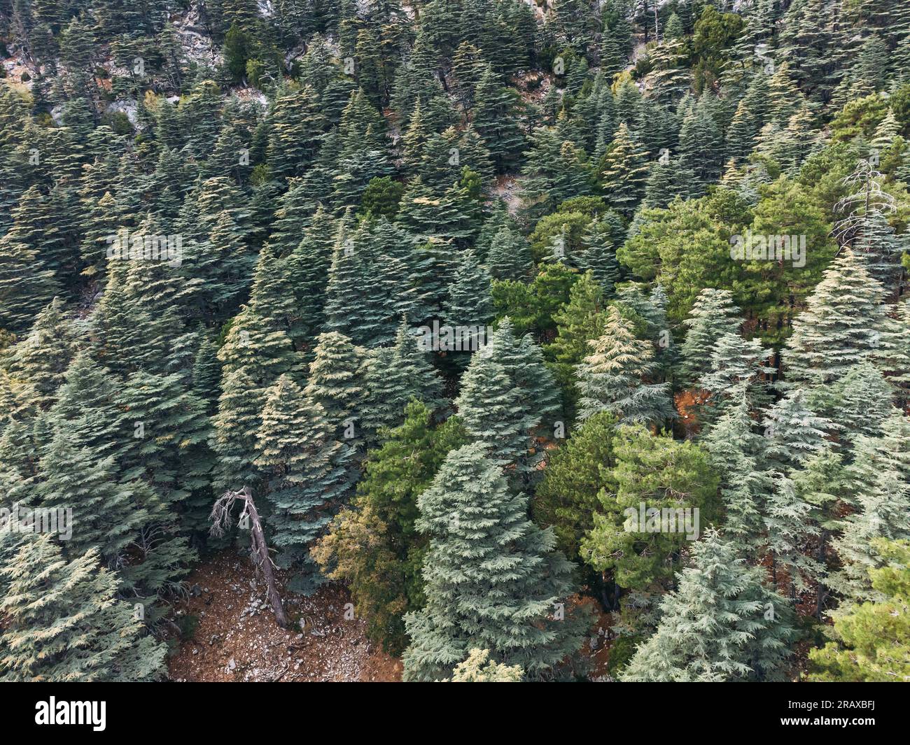 Aerial view of wild forest with huge Lebanon cedar trees in mountains ...