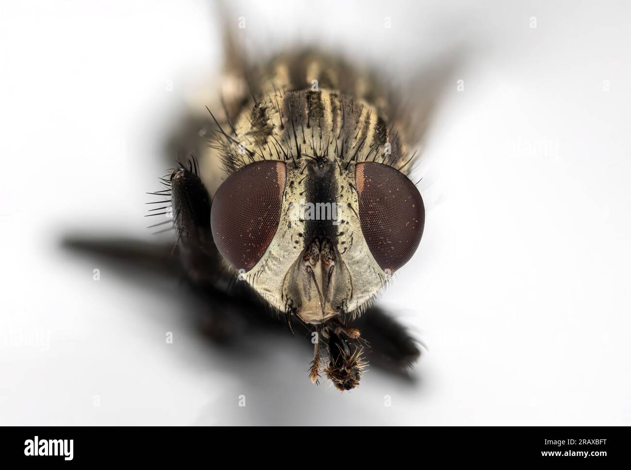Macro photography of house fly isolated on white background Stock Photo ...