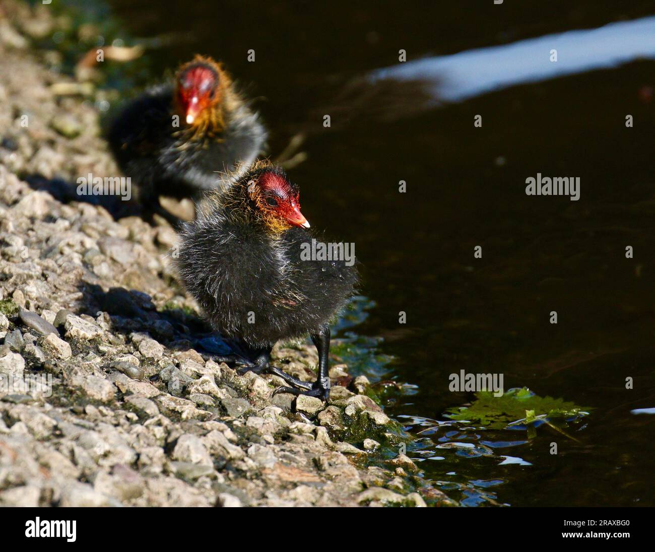 Cute coot hi-res stock photography and images - Alamy