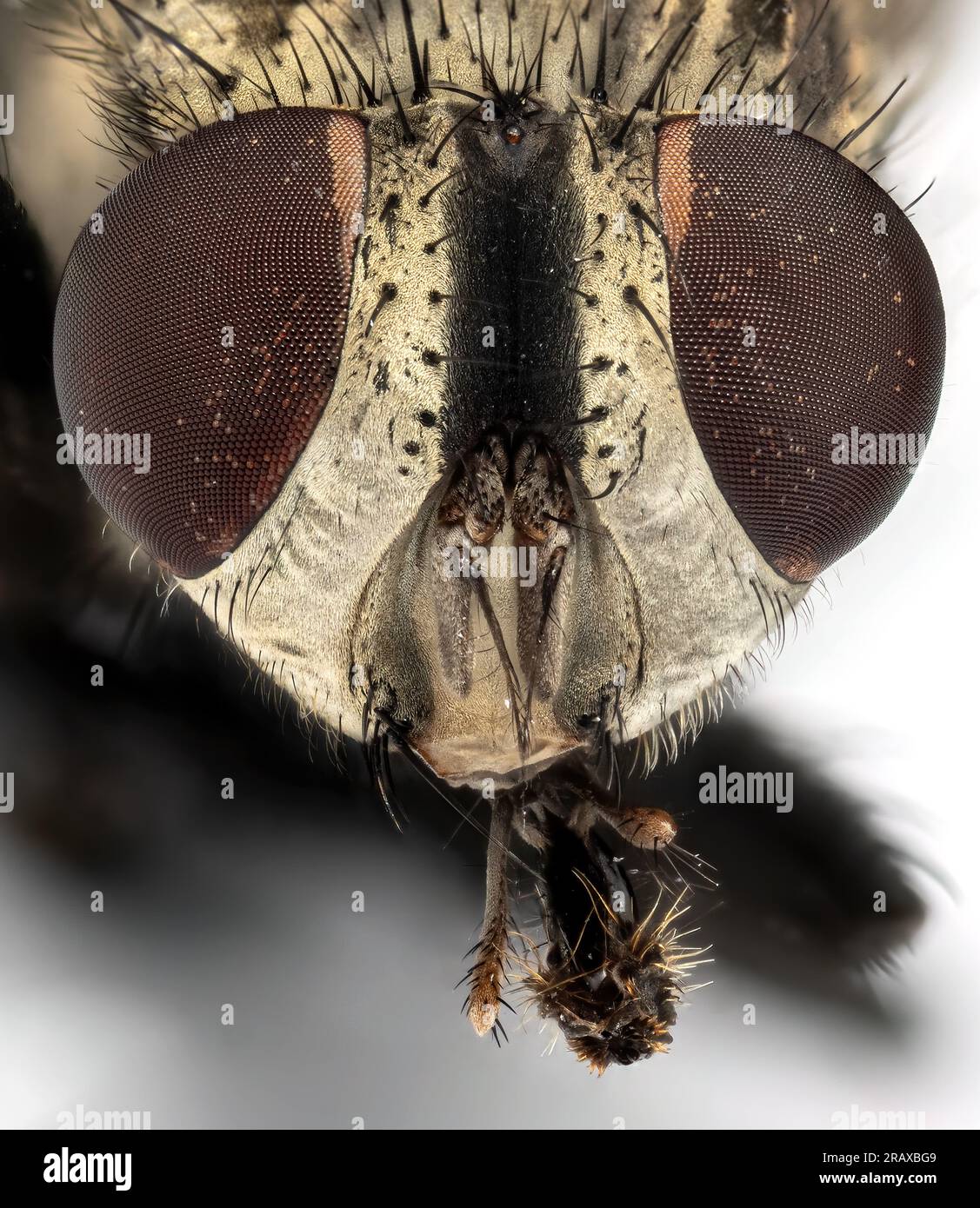 Macro photography of head of house fly isolated on white background ...