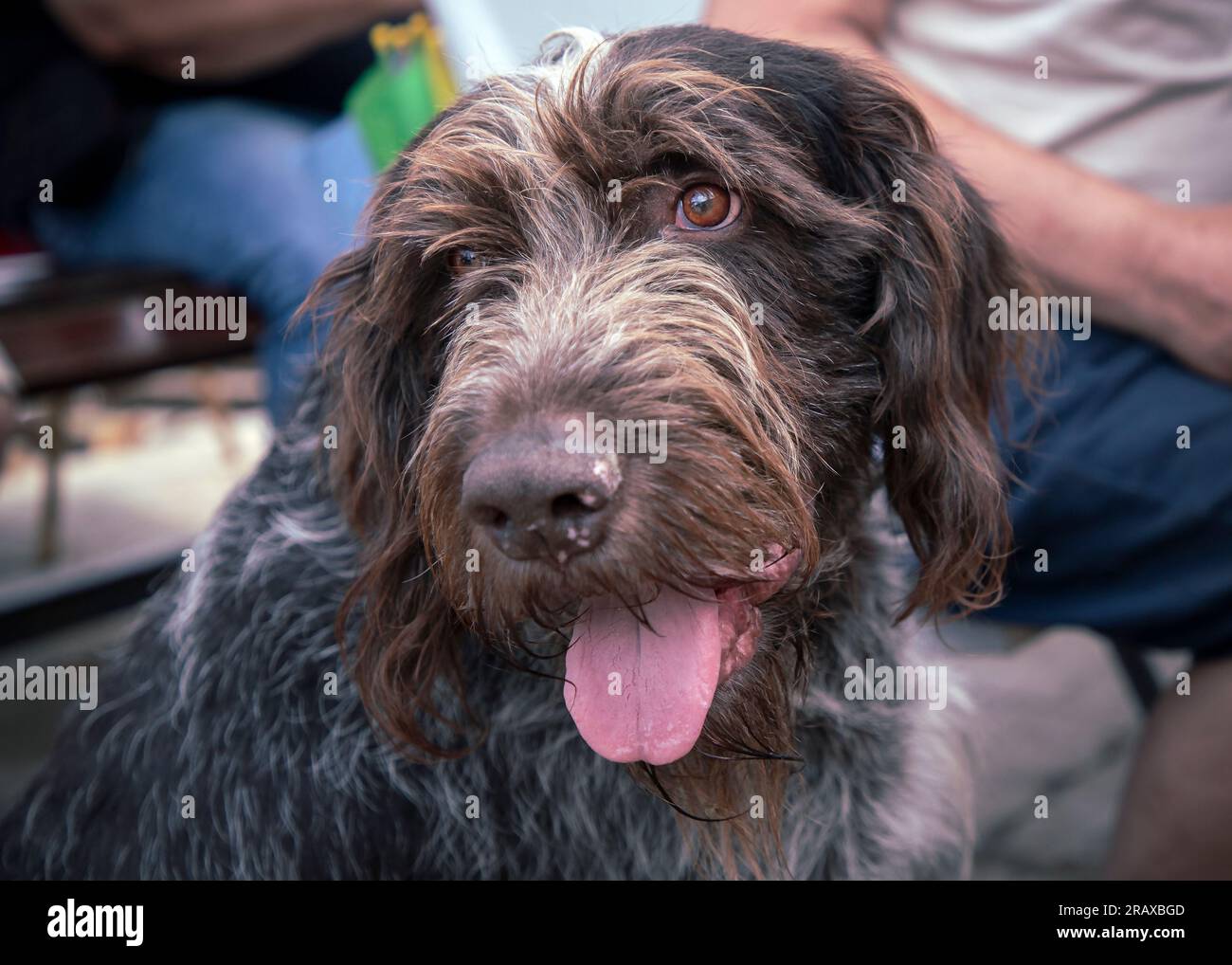 Portrait of a German Wirehaired Pointer (Deutscher Drahthaar) sitting ...
