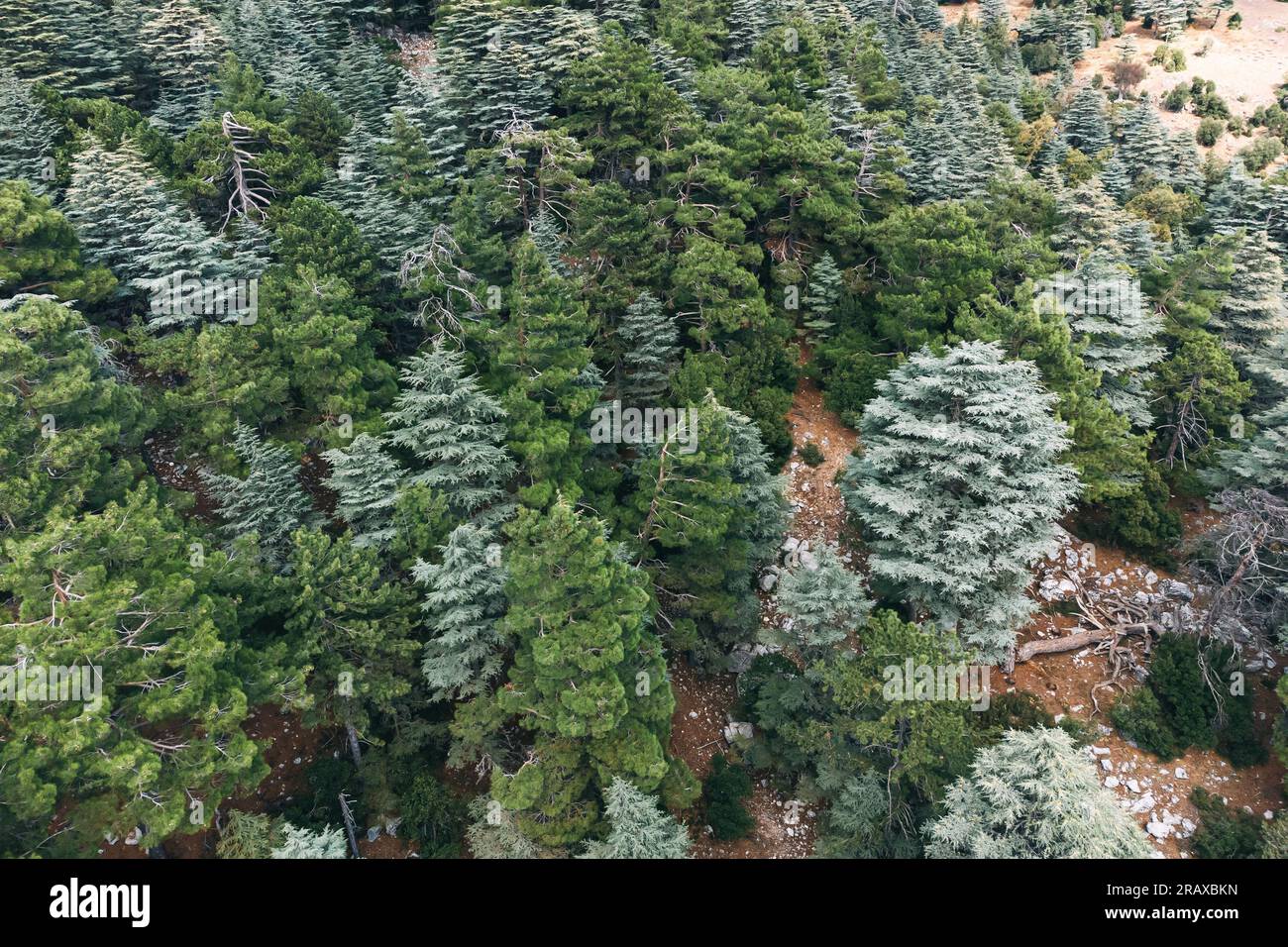 Aerial view of wild forest with huge Lebanon cedar trees in mountains ...